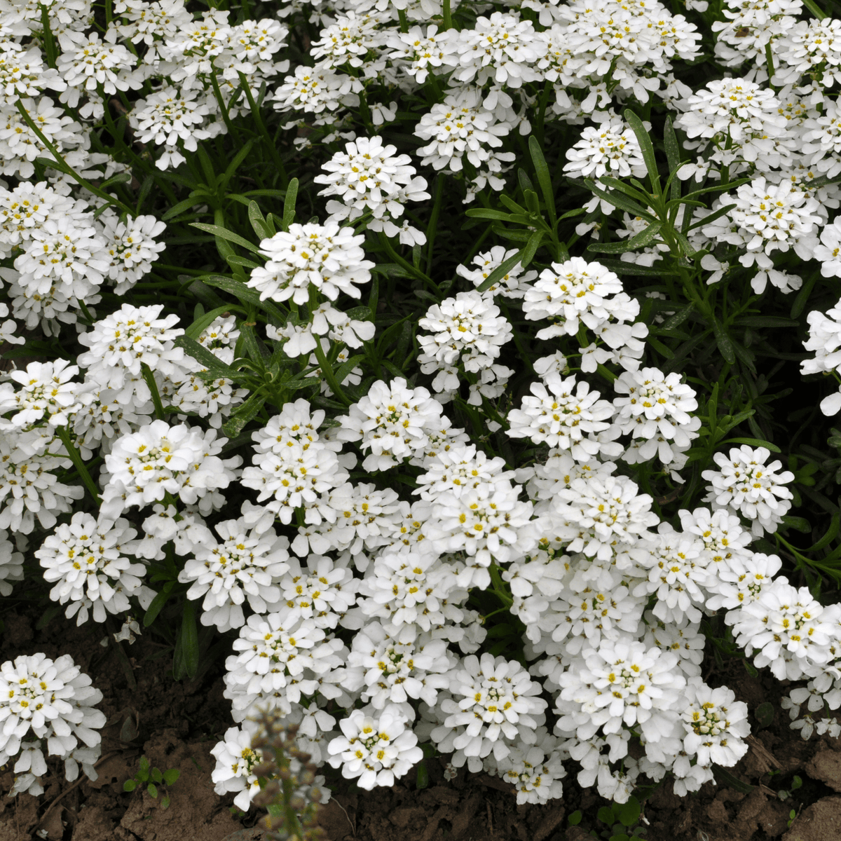 Candytuft, Empress Rocket (Iberis amara) - 100 Seeds - Seed Therapy – Southern Seeds