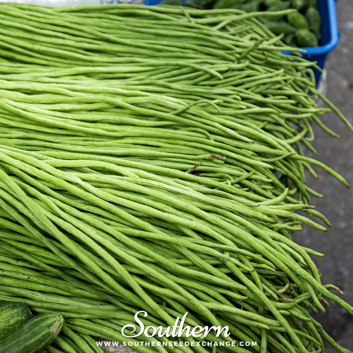 yard long bean seed shape