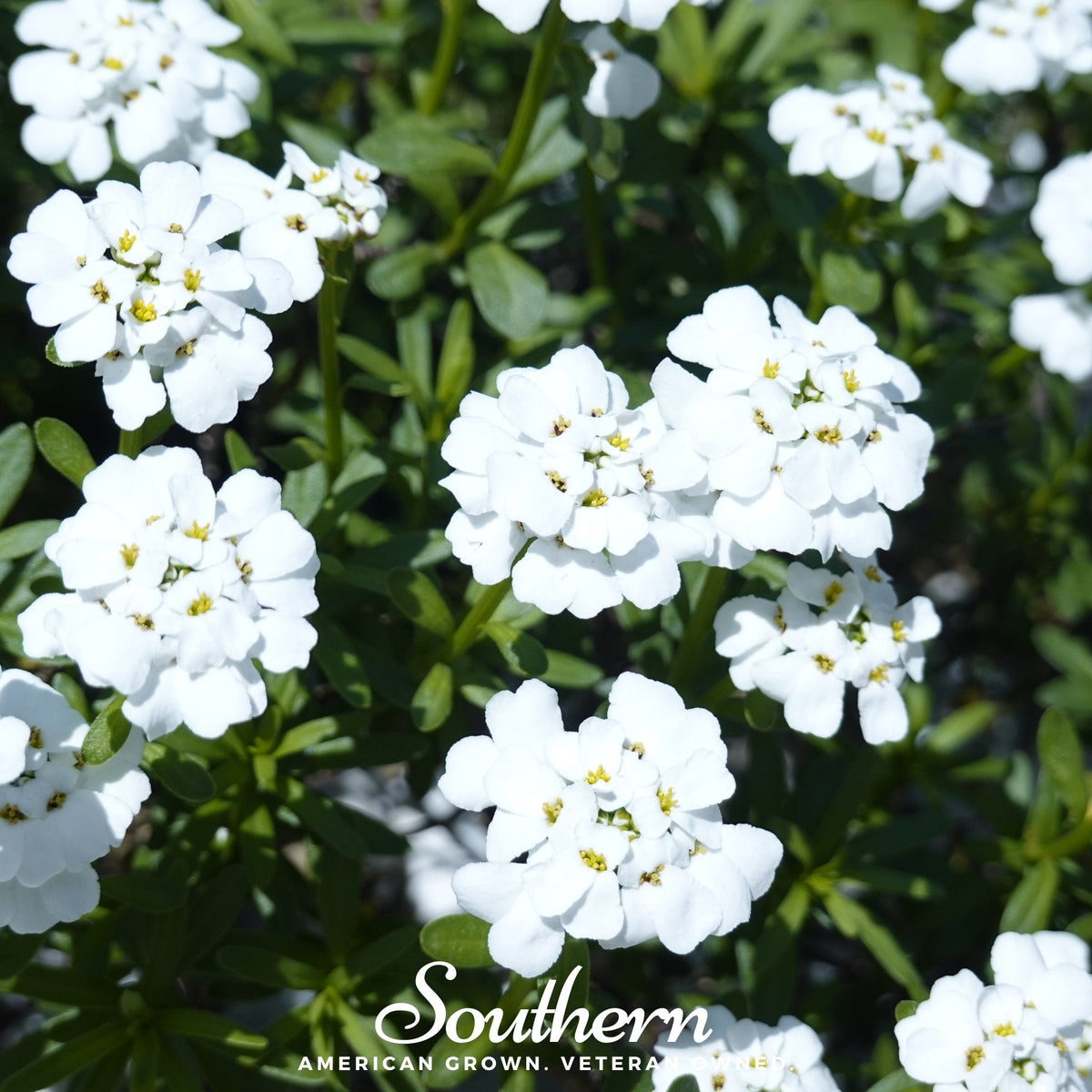 Candytuft, Empress Rocket (Iberis amara) - 100 Seeds - Southern Seeds