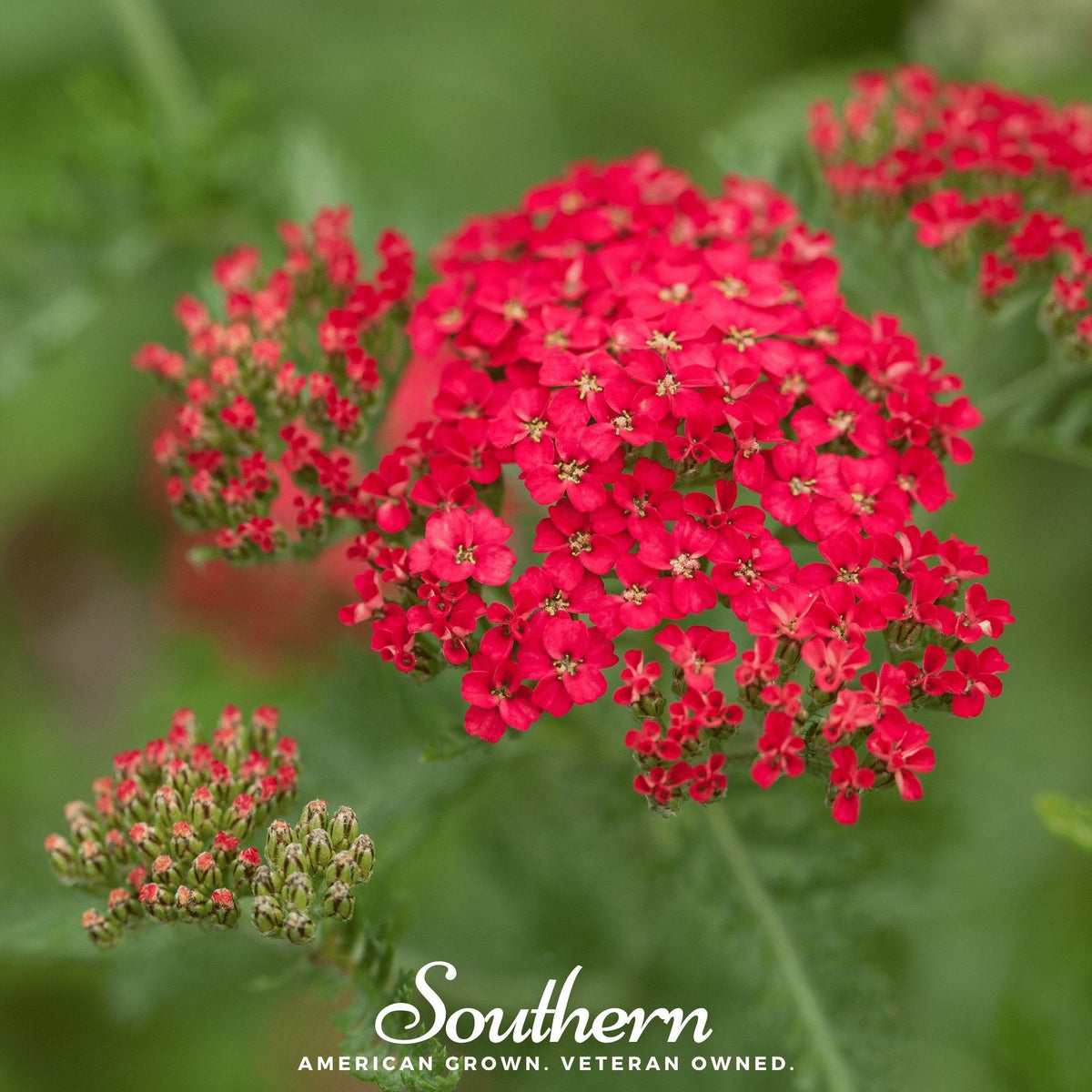 red achillea