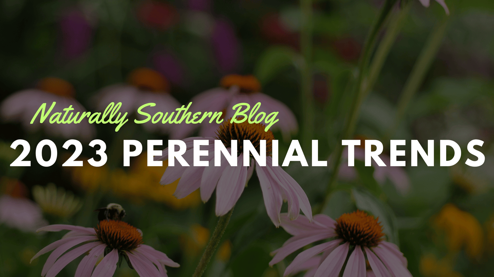 2023's Perennial Plant Trends: Spotlight on the Top 30 – Southern Seeds