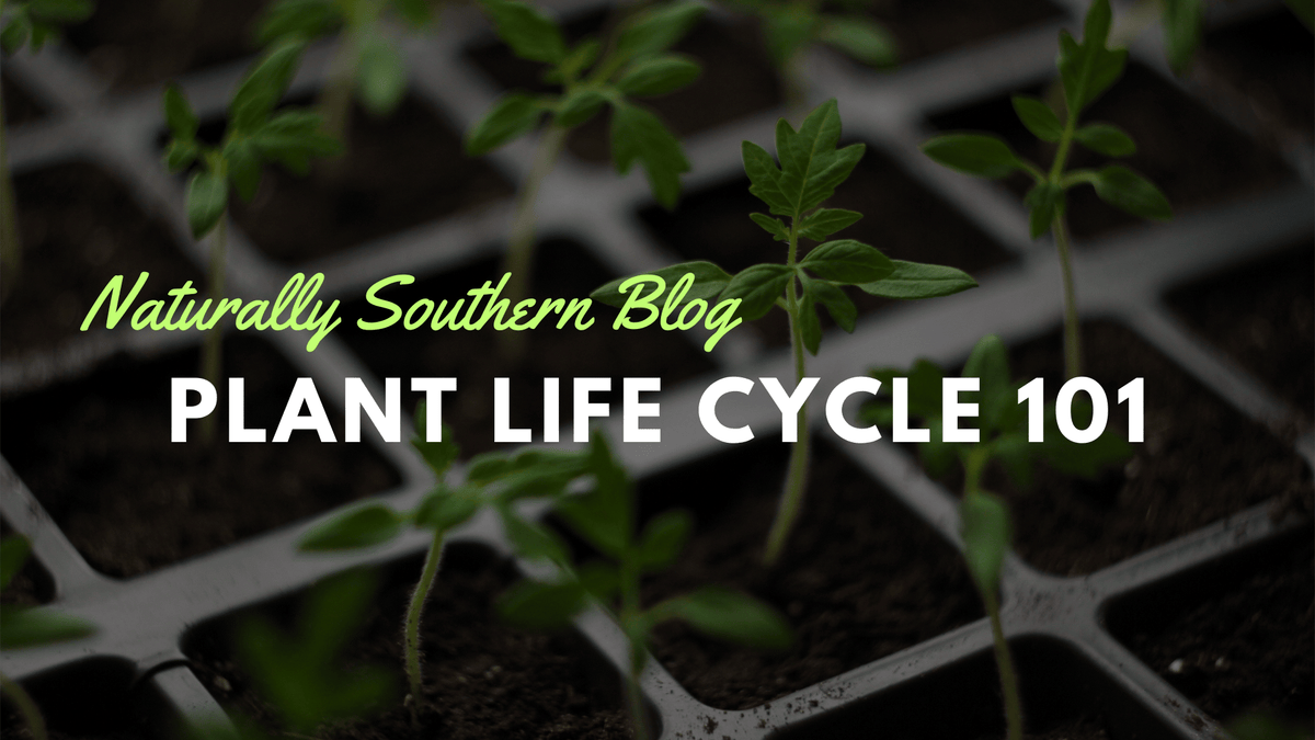 Plant Life Cycle 101: A Gardener's Guide to Growth & Care – Southern Seeds