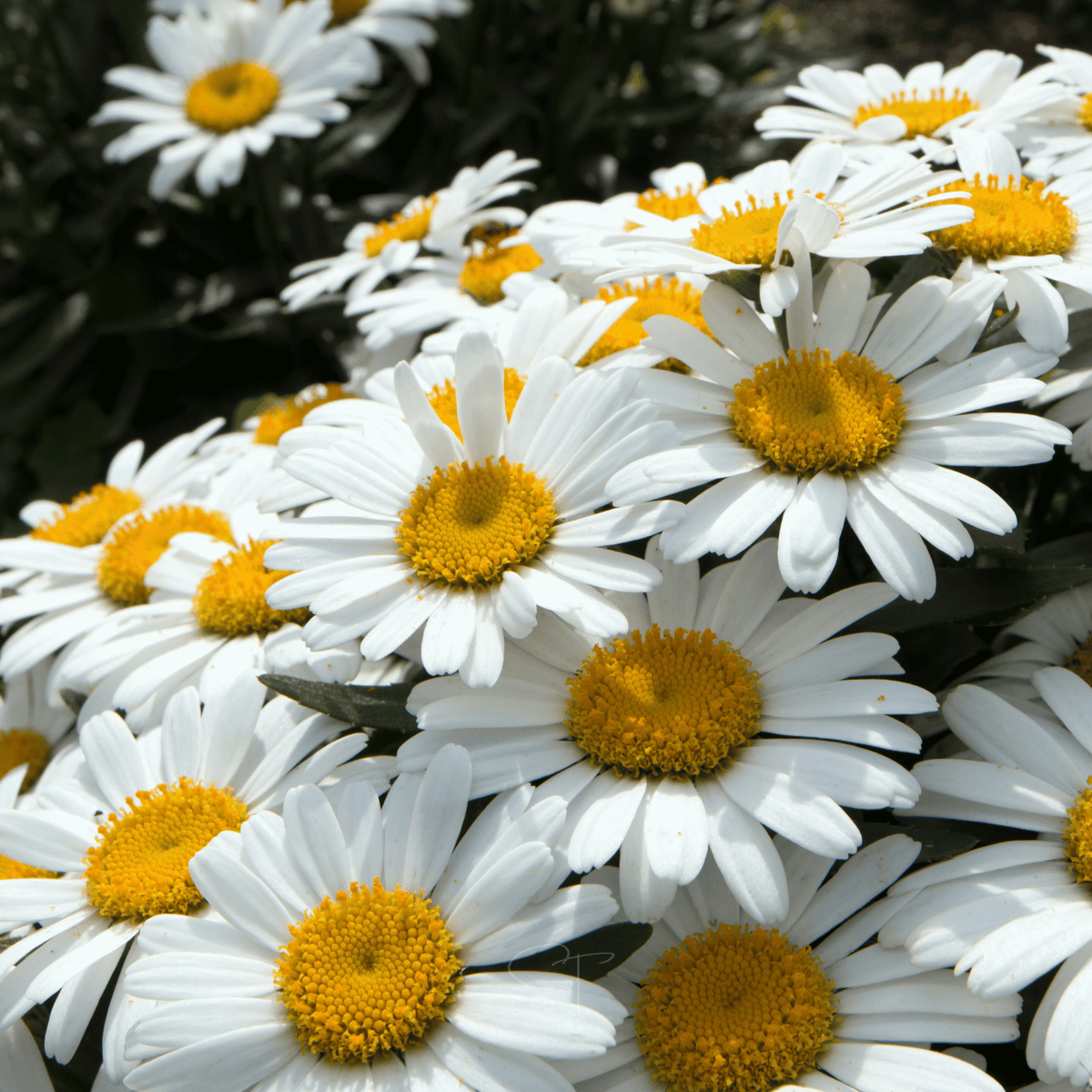 Daisy, Alaska Shasta (Chrysanthemum maximum) - 100 Seeds - Seed Therapy ...