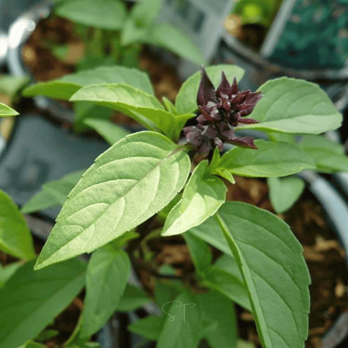Basil, Anise (Ocimum basilicum) - 250 Seeds - Seed Therapy – Southern Seeds