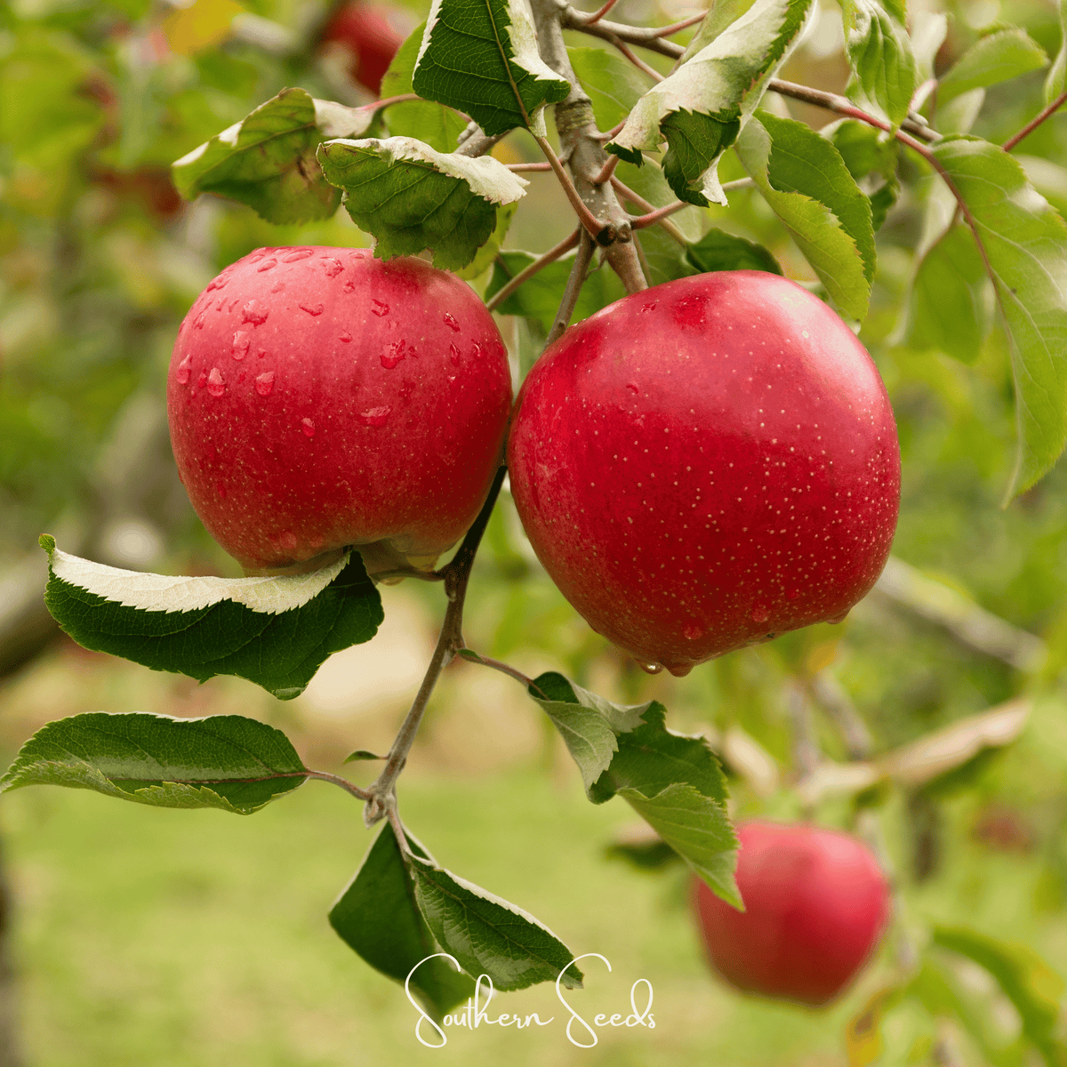 Apple Tree, Paradise (Malus pumila) - 25 Seeds - Seed Therapy ...
