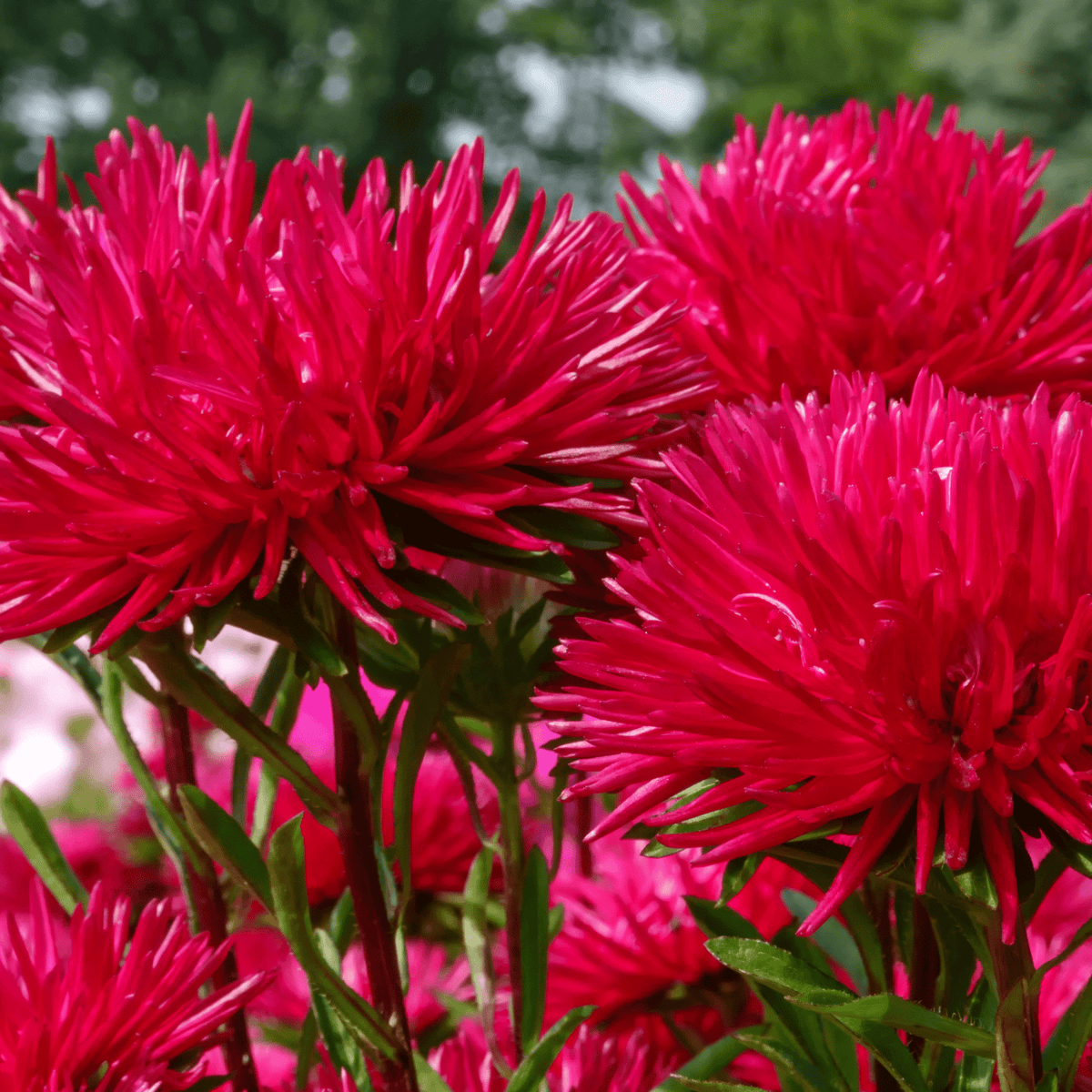 Aster, Gremlin Red (Callistephus gremlin) - 50 Seeds - Seed Therapy ...