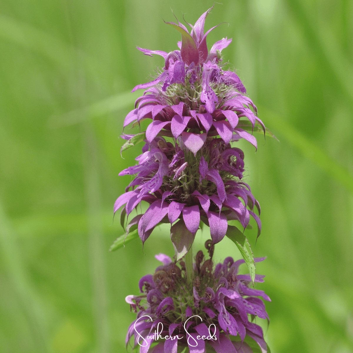 Bee Balm (Monarda) Seeds & More – Heirloom Varieties | Seed Therapy ...