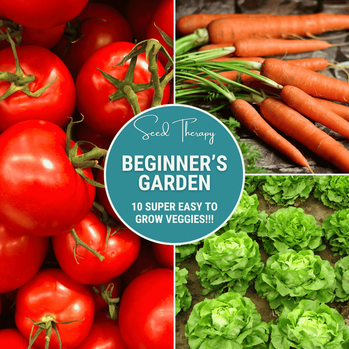 Beginner Vegetable Seed Collection - 10 Varieties - Seed Therapy ...