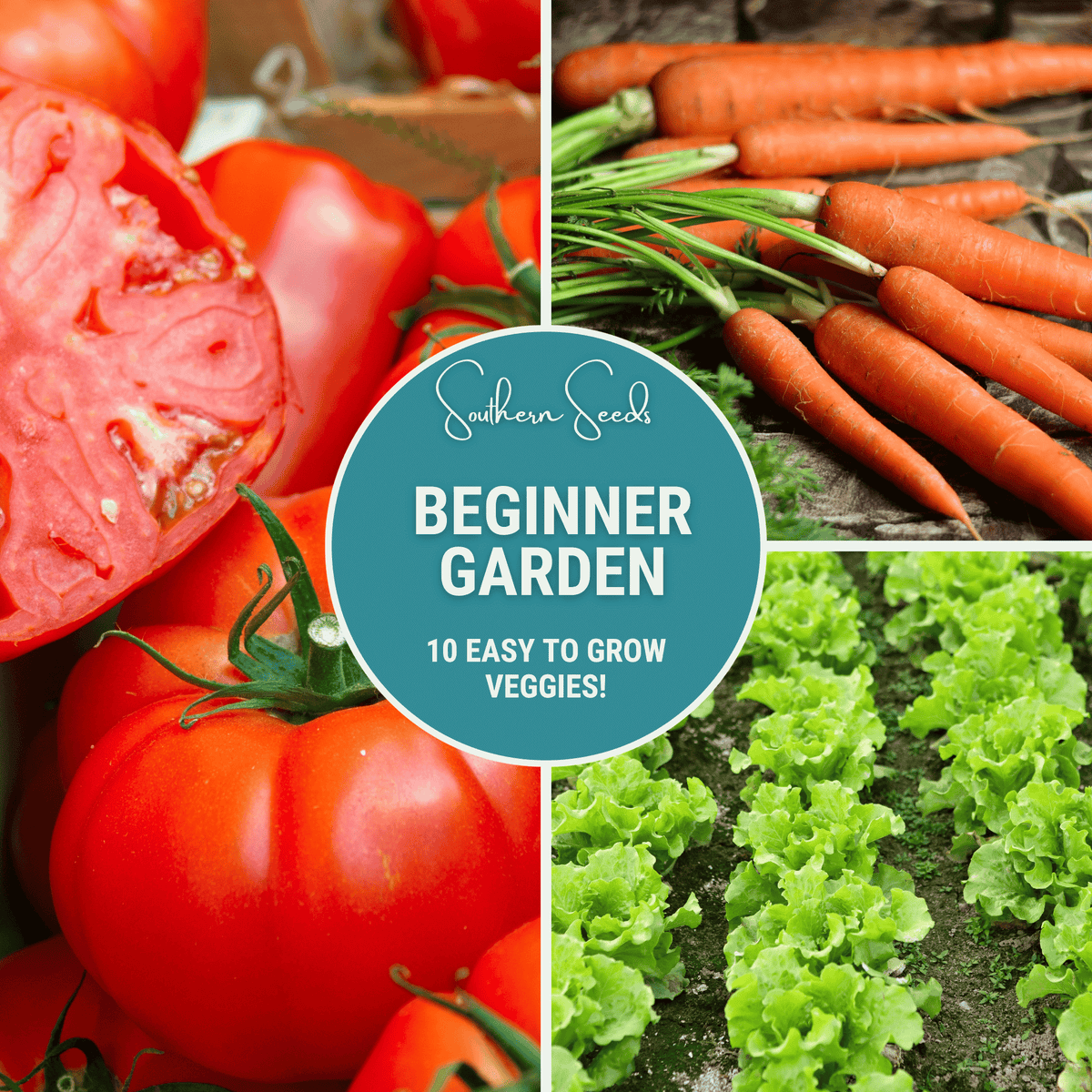 Beginner Vegetable Seed Collection - 10 Varieties - Southern Seeds