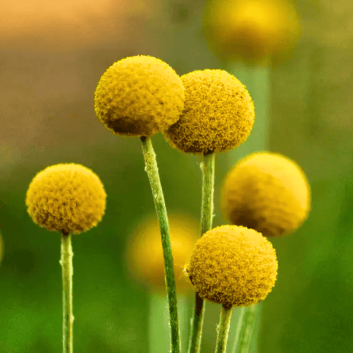 Billy Buttons - Drumsticks (Craspedia globosa) - 50 Seeds - Seed ...