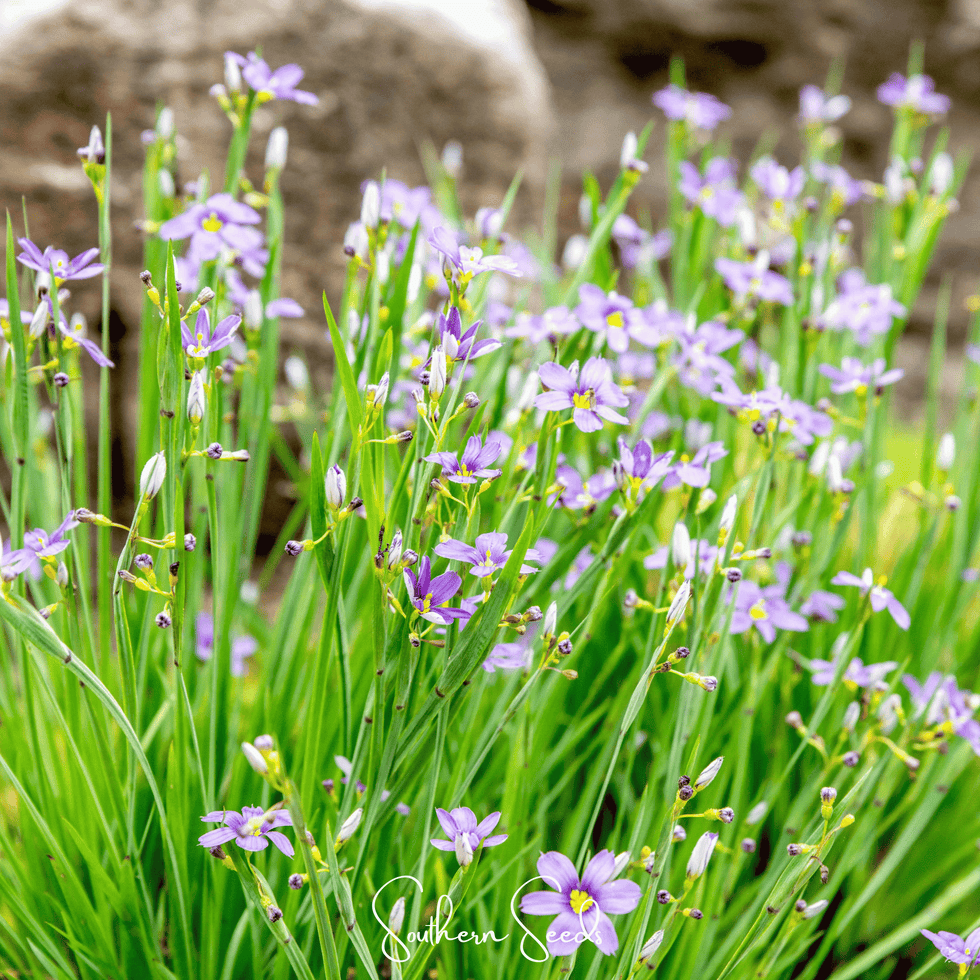 Ornamental Grass Seeds & More – Heirloom Varieties | Seed Therapy ...