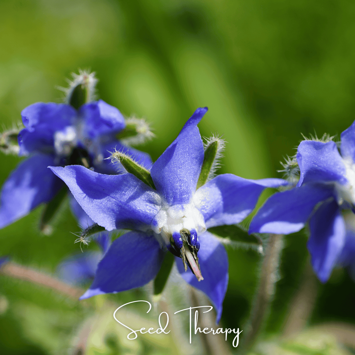 Borage, Blue (Borago Officinalis) - 100 Seeds - Seed Therapy – Southern ...