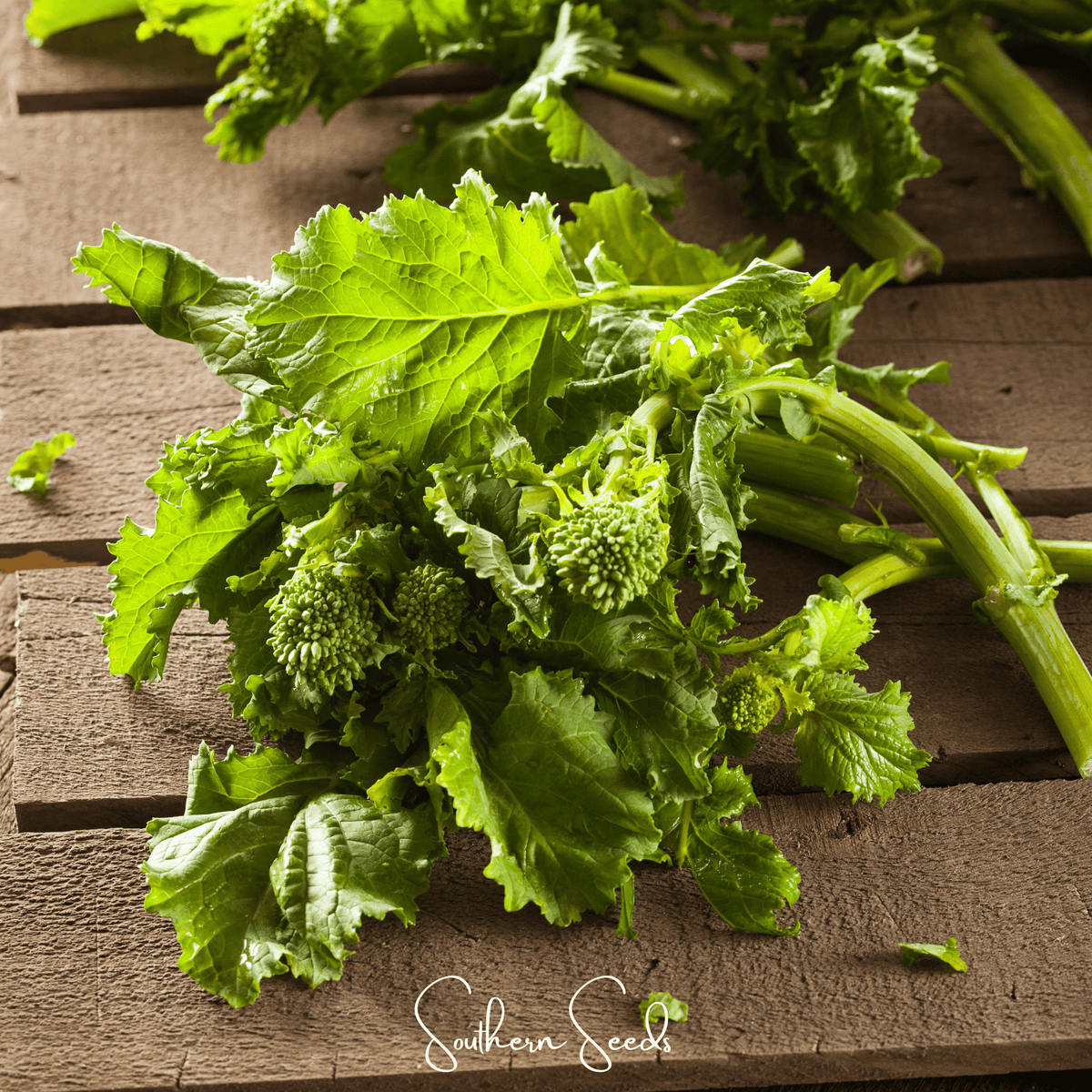 Broccoli, Rapini (Raab) Early Fall (Brassica oleracea) - 100 Seeds ...
