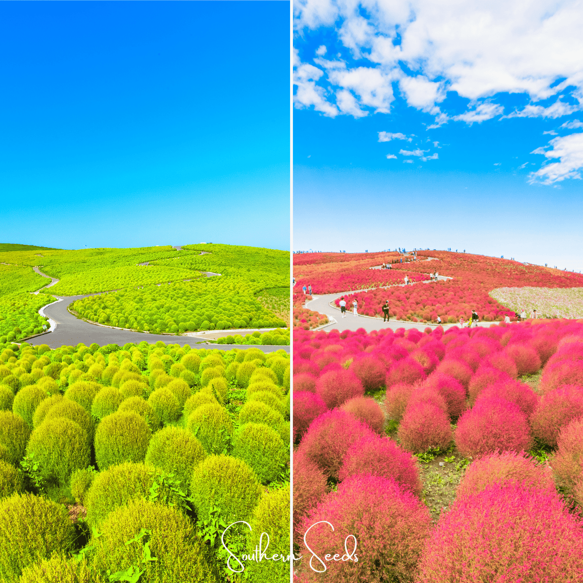 Burning Bush (Kochia trichophylla) - Changes Colors - 100 Seeds - Seed ...