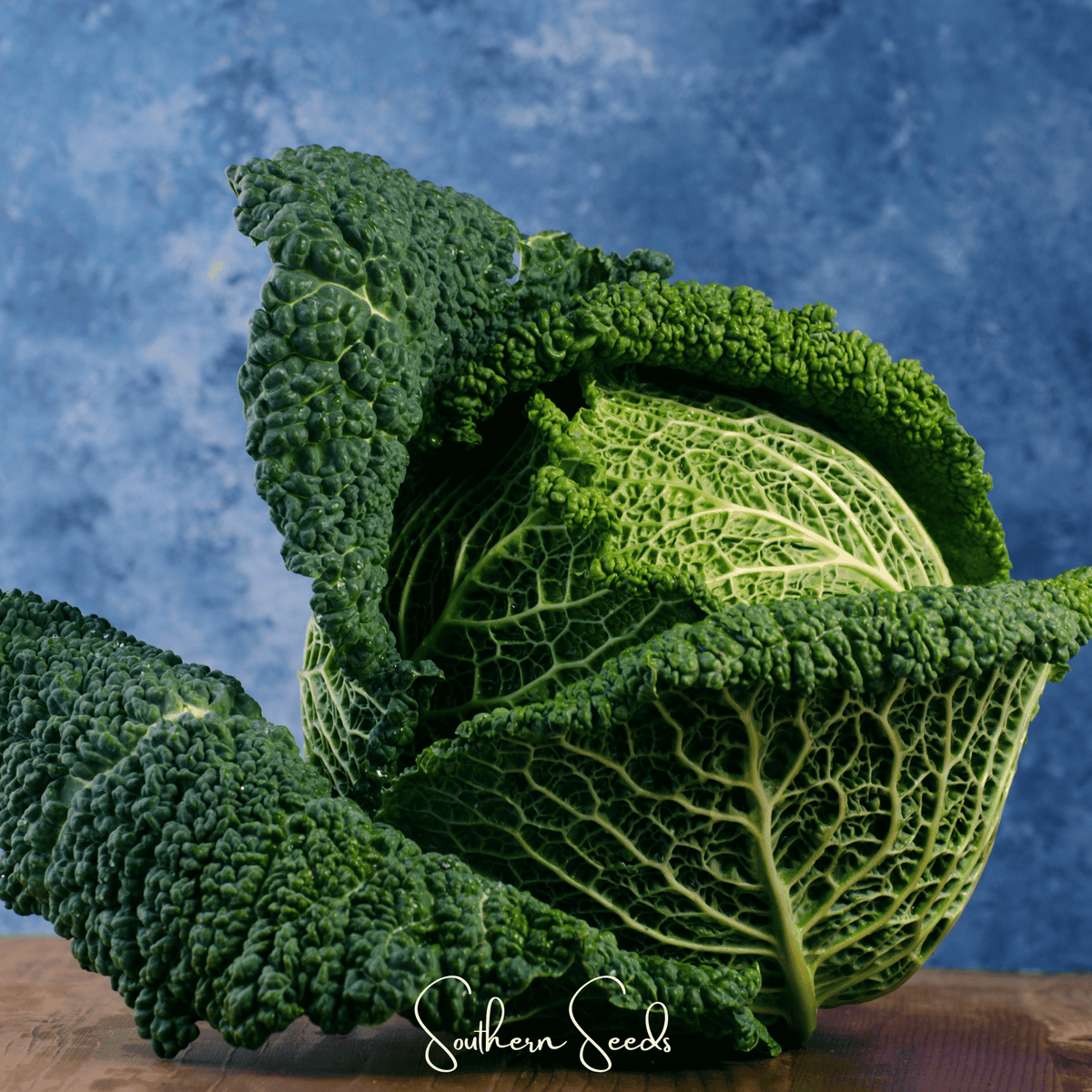 Cabbage Seeds & More – Heirloom Varieties | Seed Therapy – Southern Seeds