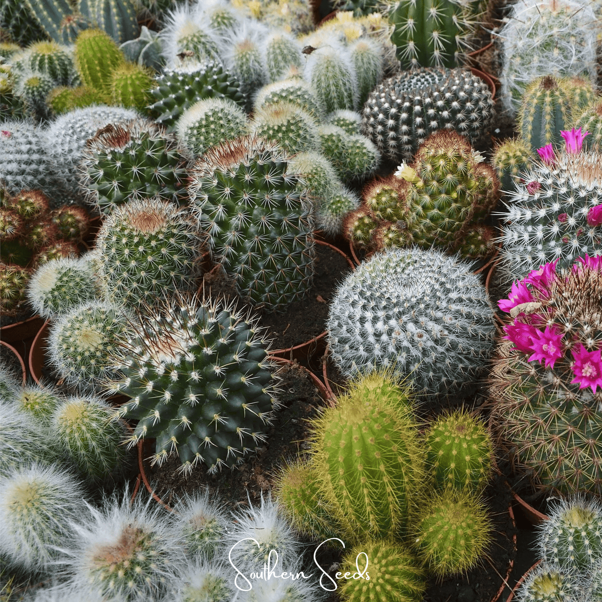 Cactus Mix (Cactaceae spp.) - 30 Seeds - Seed Therapy – Southern Seeds