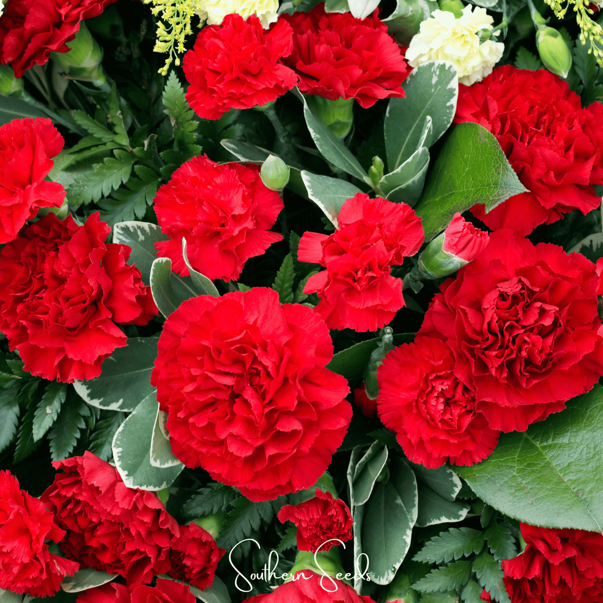 Carnations Seeds & More – Heirloom Varieties | Seed Therapy – Southern ...