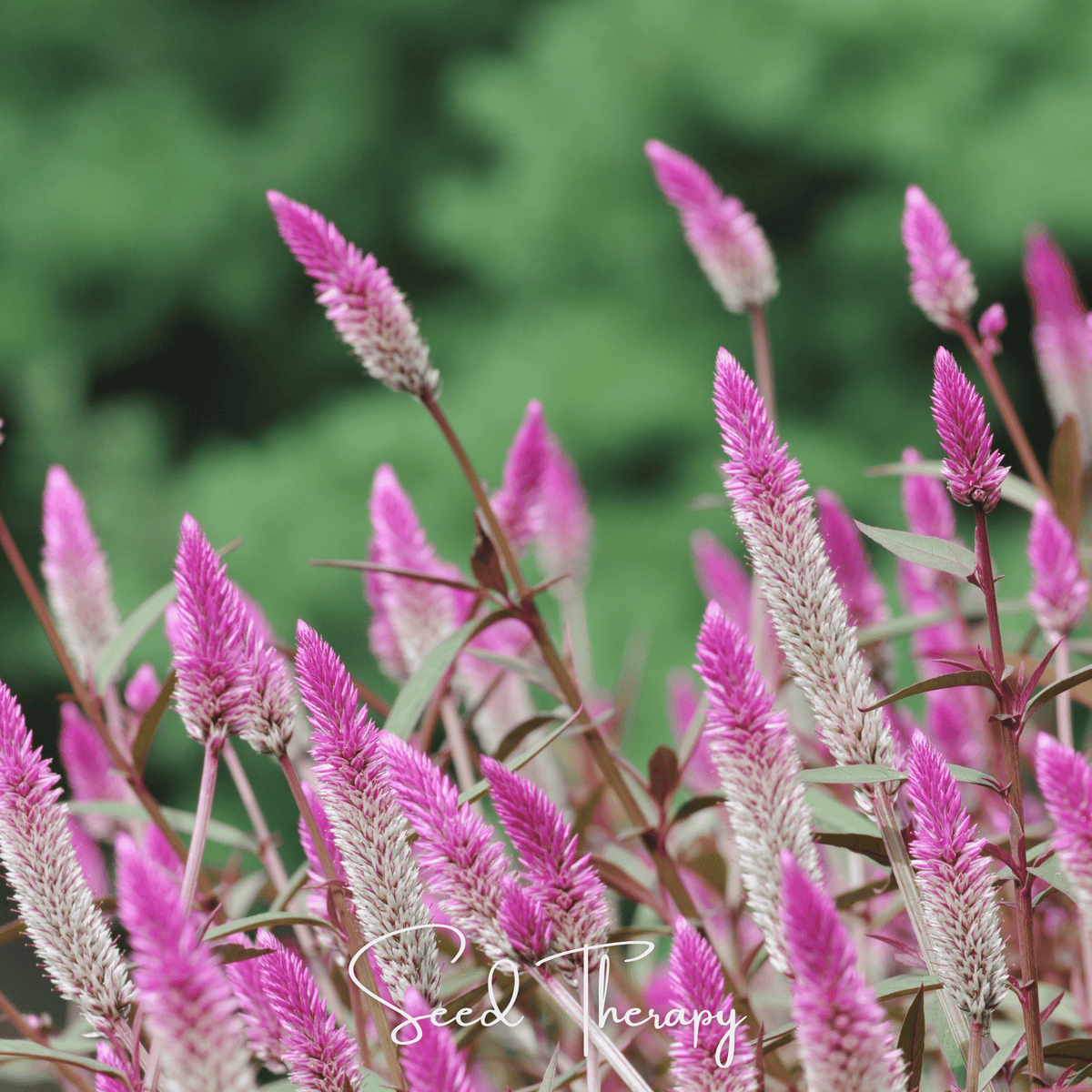 Celosia, Flamingo Feather (Celosia spicata) - 40 Seeds - Seed Therapy ...