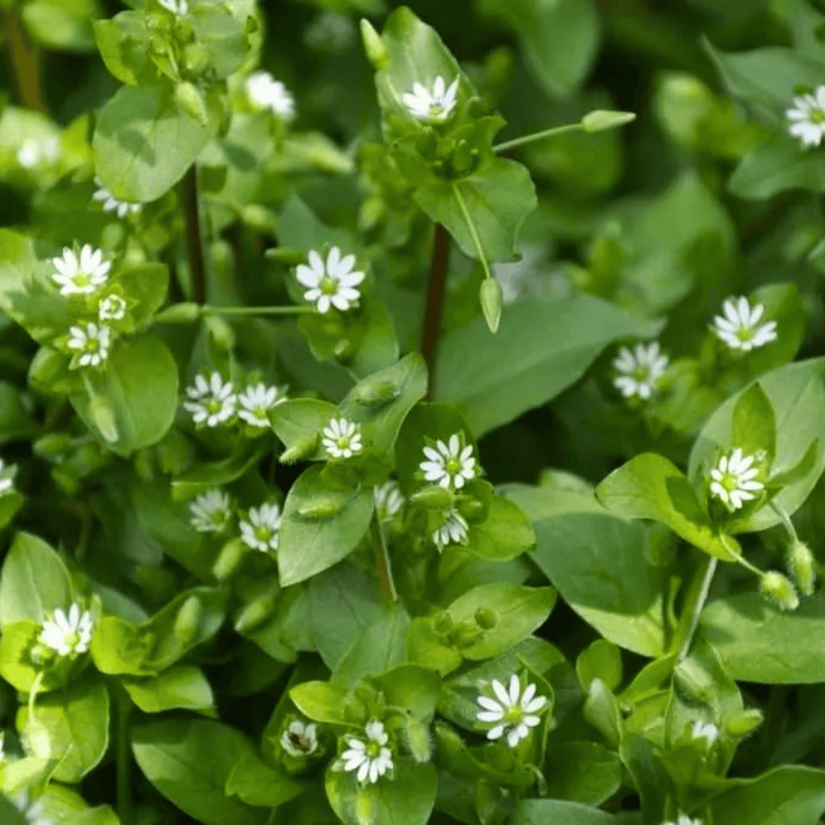 Chickweed (Stellaria media) - 40 seeds - Seed Therapy – Southern Seeds