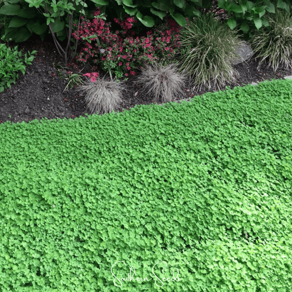 Clover, Micro (Mini) - 10,000 Seeds - Seed Therapy – Southern Seeds