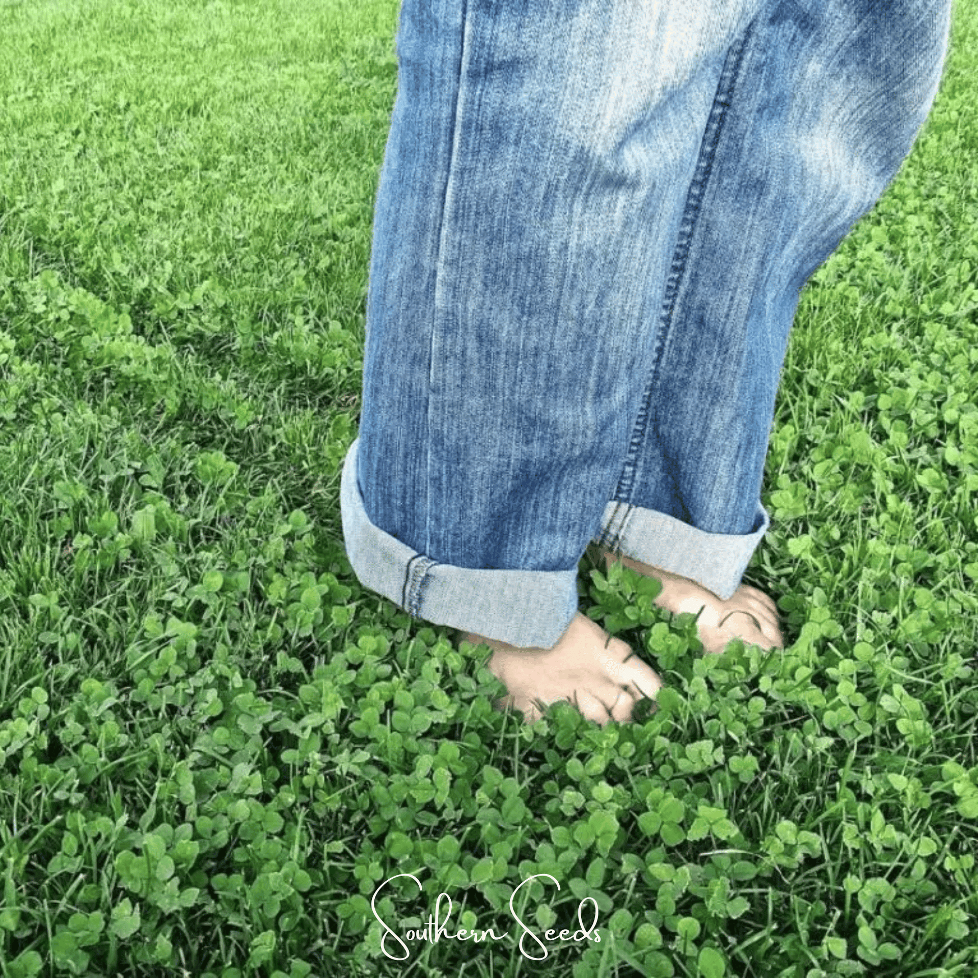Clover, Micro (Mini) - 10,000 Seeds - Seed Therapy – Southern Seeds