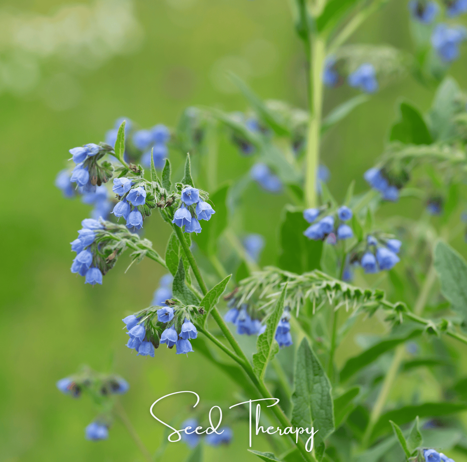 Comfrey, True (Symphytum officinale) - 20 Seeds - Seed Therapy ...