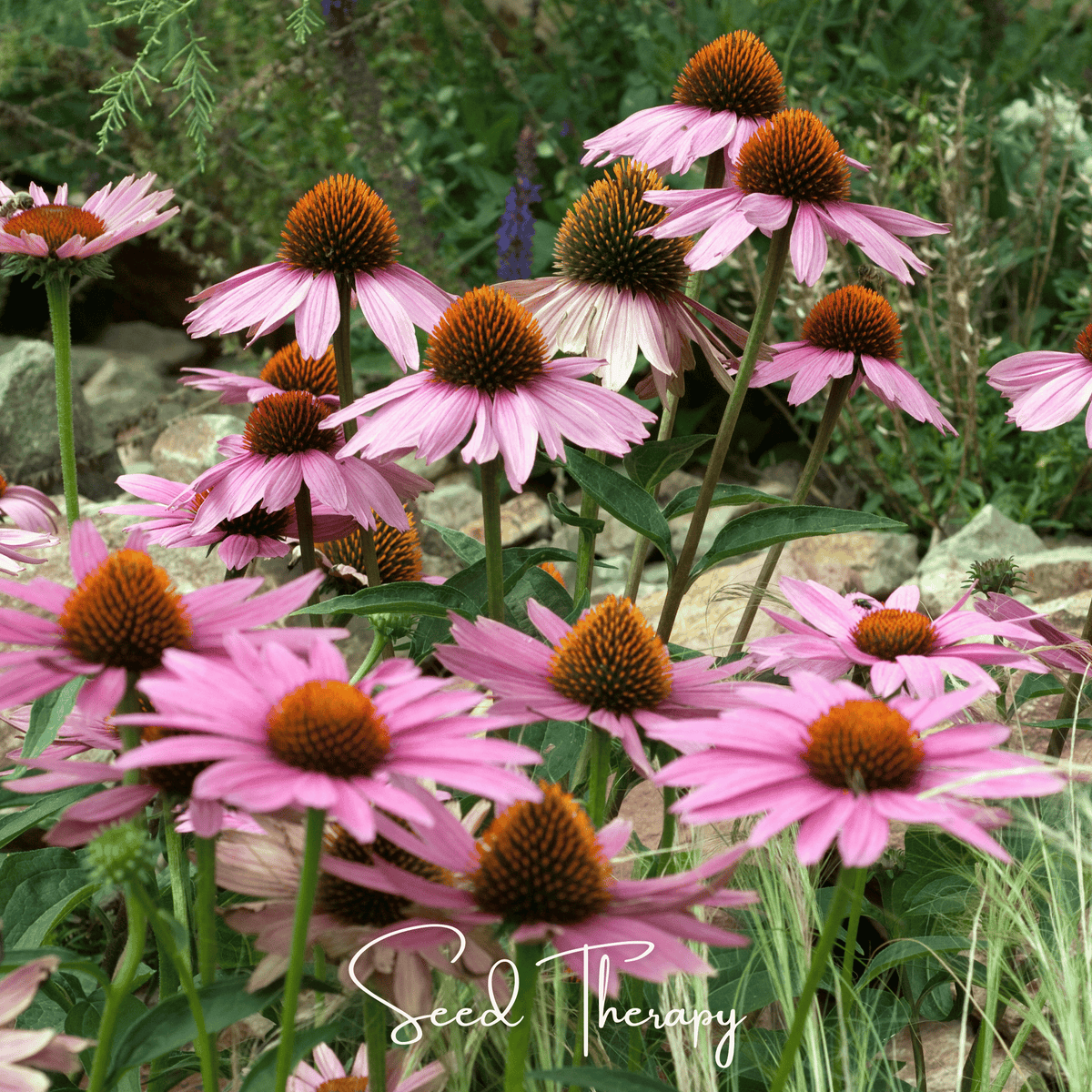 Coneflower, Purple - Echinacea (Echinacea Purpurea) - 100 Seeds ...