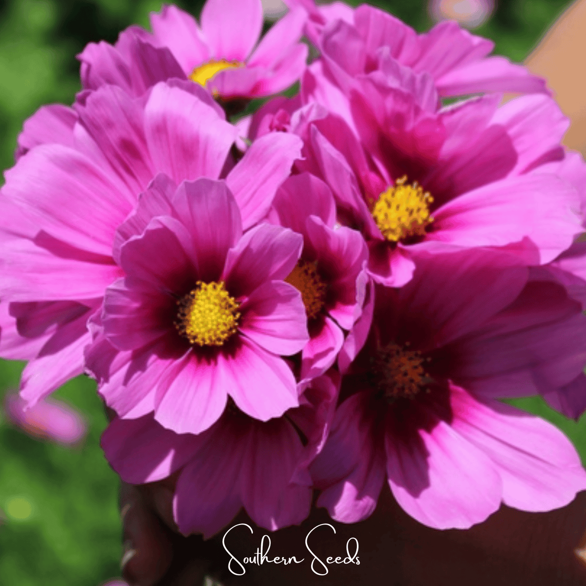 Cosmos, Radiance (Cosmos bipinnatus) - 100 Seeds - Seed Therapy ...
