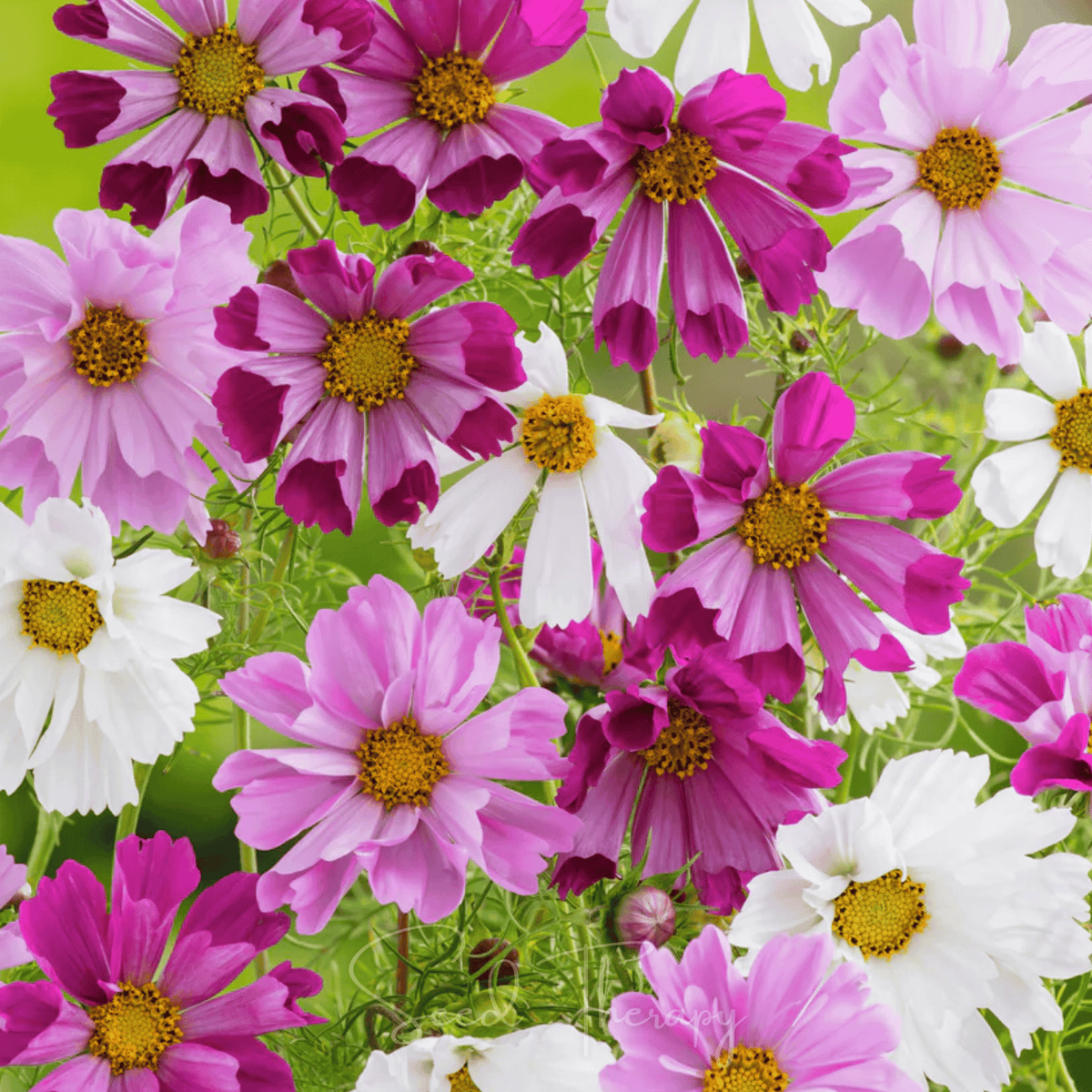 Cosmos, Sea Shells (Cosmos bipinnatus) - 100 Seeds - Seed Therapy ...