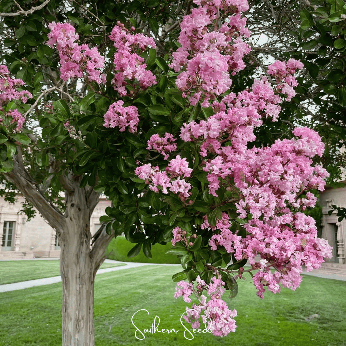 Crape Myrtle (Lagerstroemia indica) - 50 Seeds - Seed Therapy ...