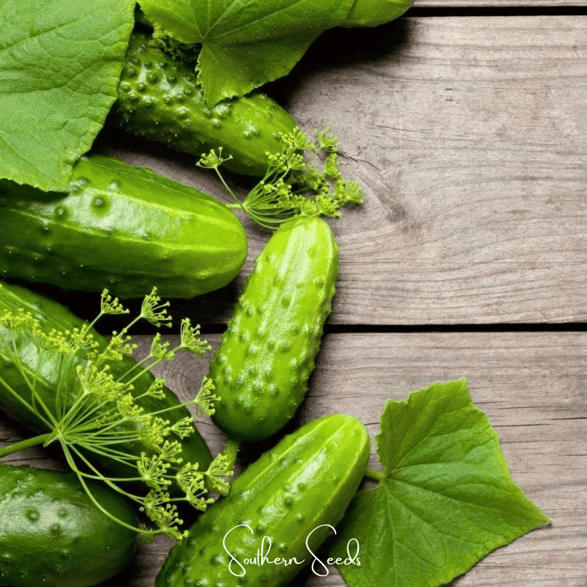 Cucumber Seeds & More – Heirloom Varieties | Seed Therapy – Southern Seeds