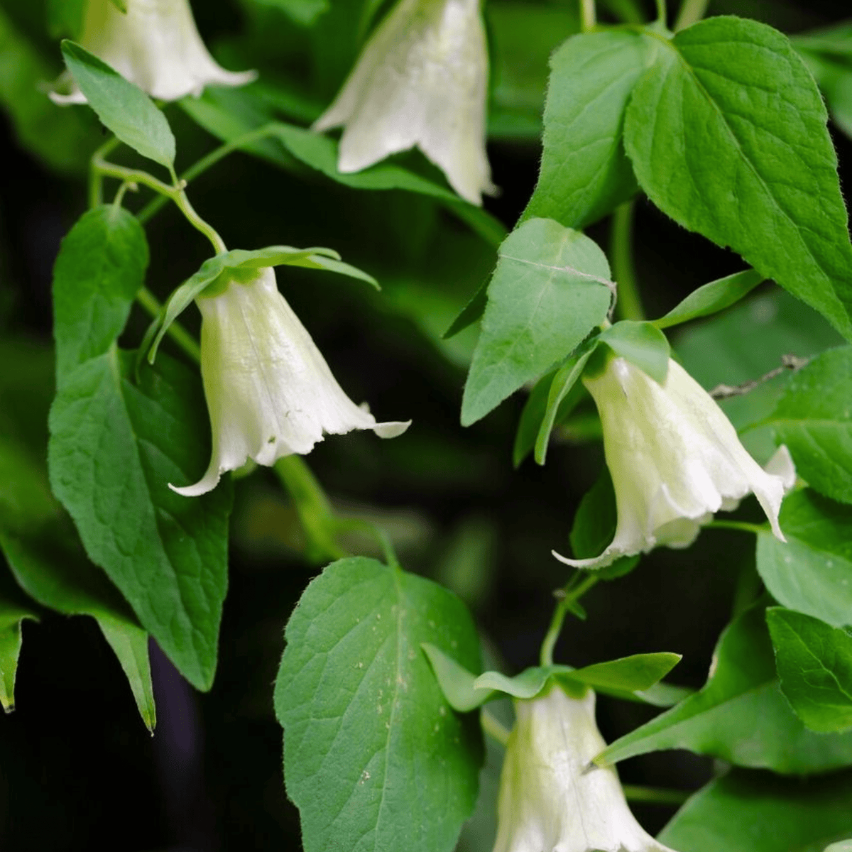 Dang-shen (Codonopsis pilosula) - 50 Seeds - Seed Therapy – Southern Seeds