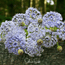 Didiscus, Blue Lace Flower (Didiscus caeruleus) - 50 Seeds - Seed ...
