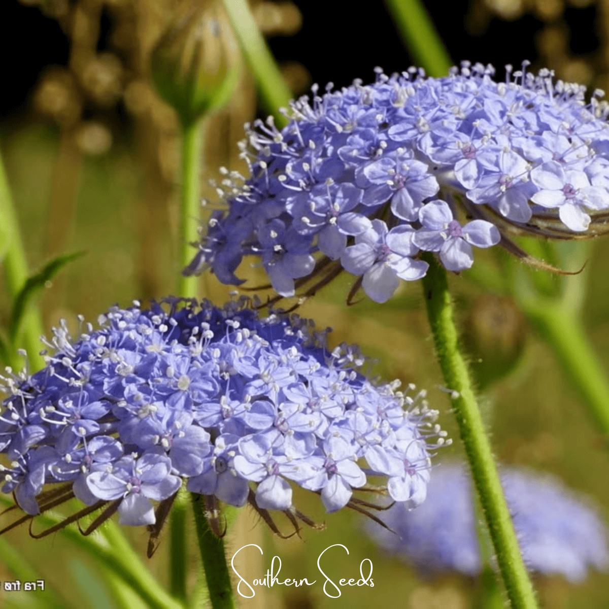Didiscus, Blue Lace Flower (Didiscus caeruleus) - 50 Seeds - Seed ...