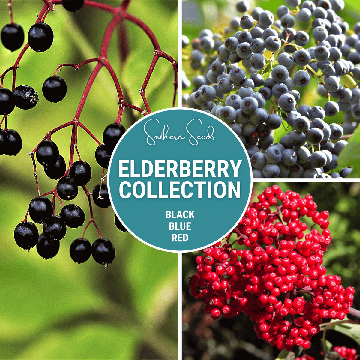 Elderberry Seeds & More – Heirloom Varieties | Seed Therapy – Southern ...
