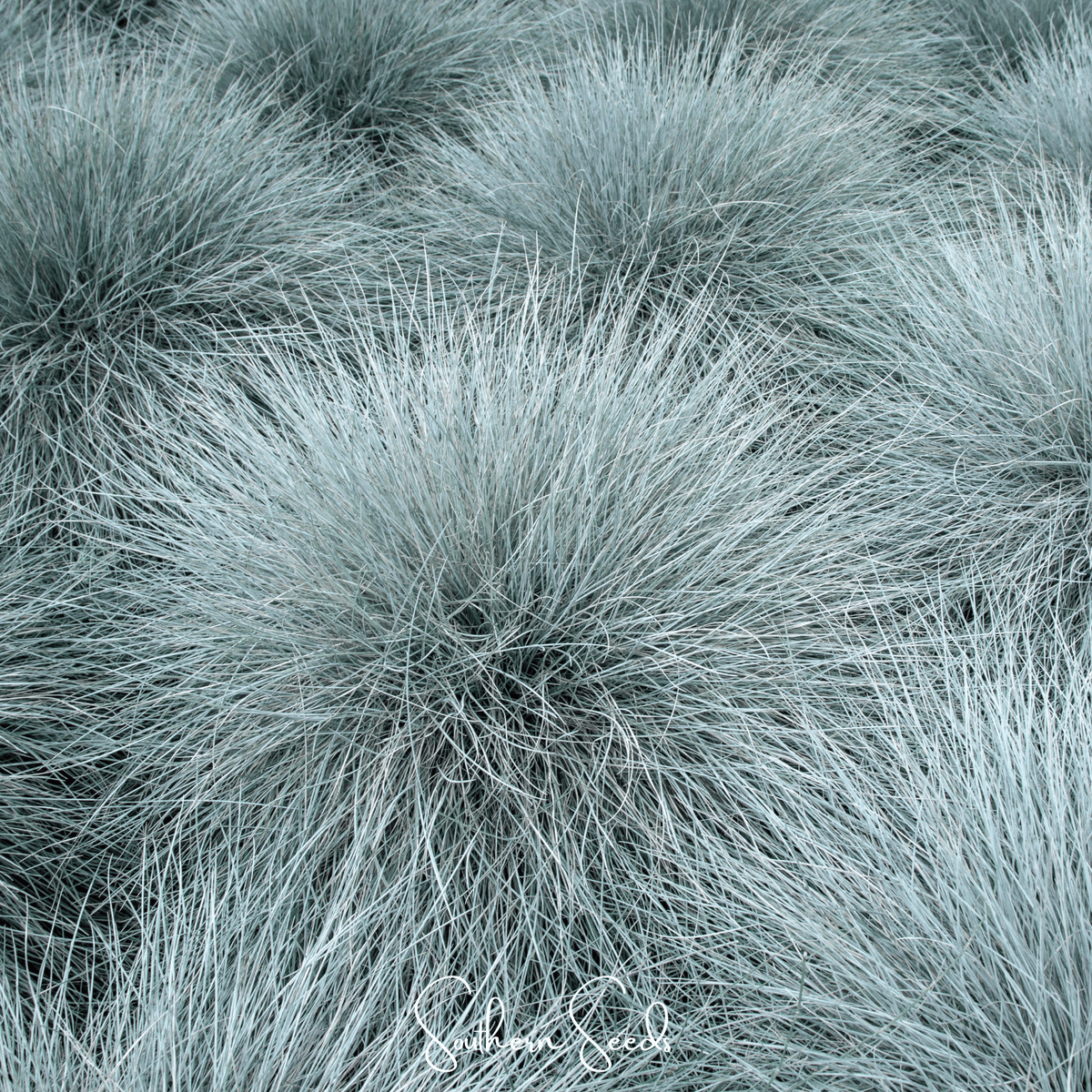 Fescue, Blue (Festuca ovina glauca) - 100 Seeds - Seed Therapy ...
