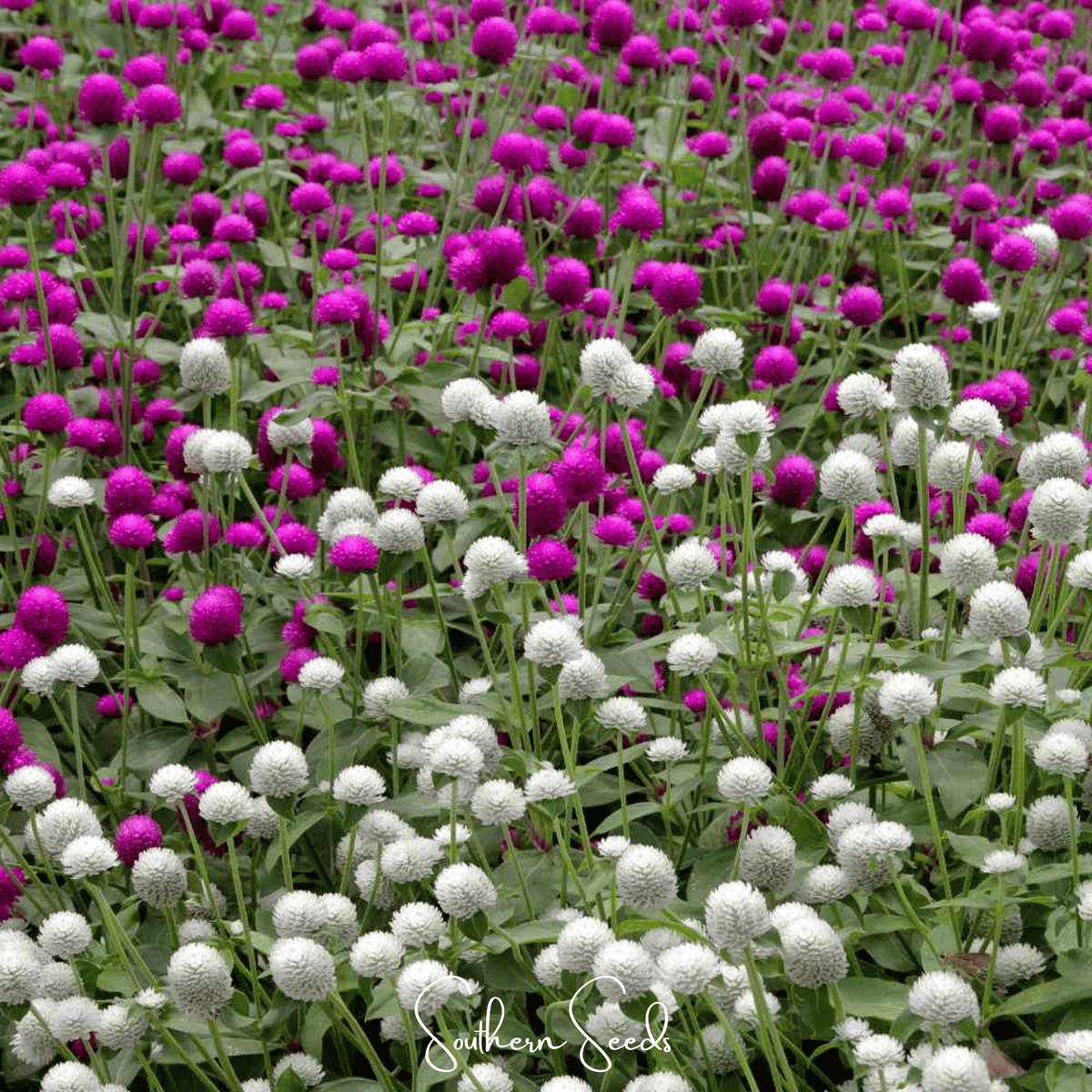 Gomphrena, Globosa Mix (Gomphrena globosa) - 50 Seeds - Seed Therapy ...
