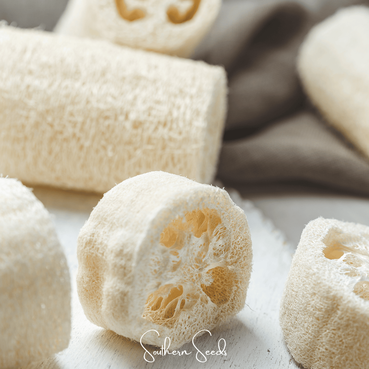 Gourd, Luffa (luffa cylindrica) - 20 Seeds - Seed Therapy – Southern Seeds