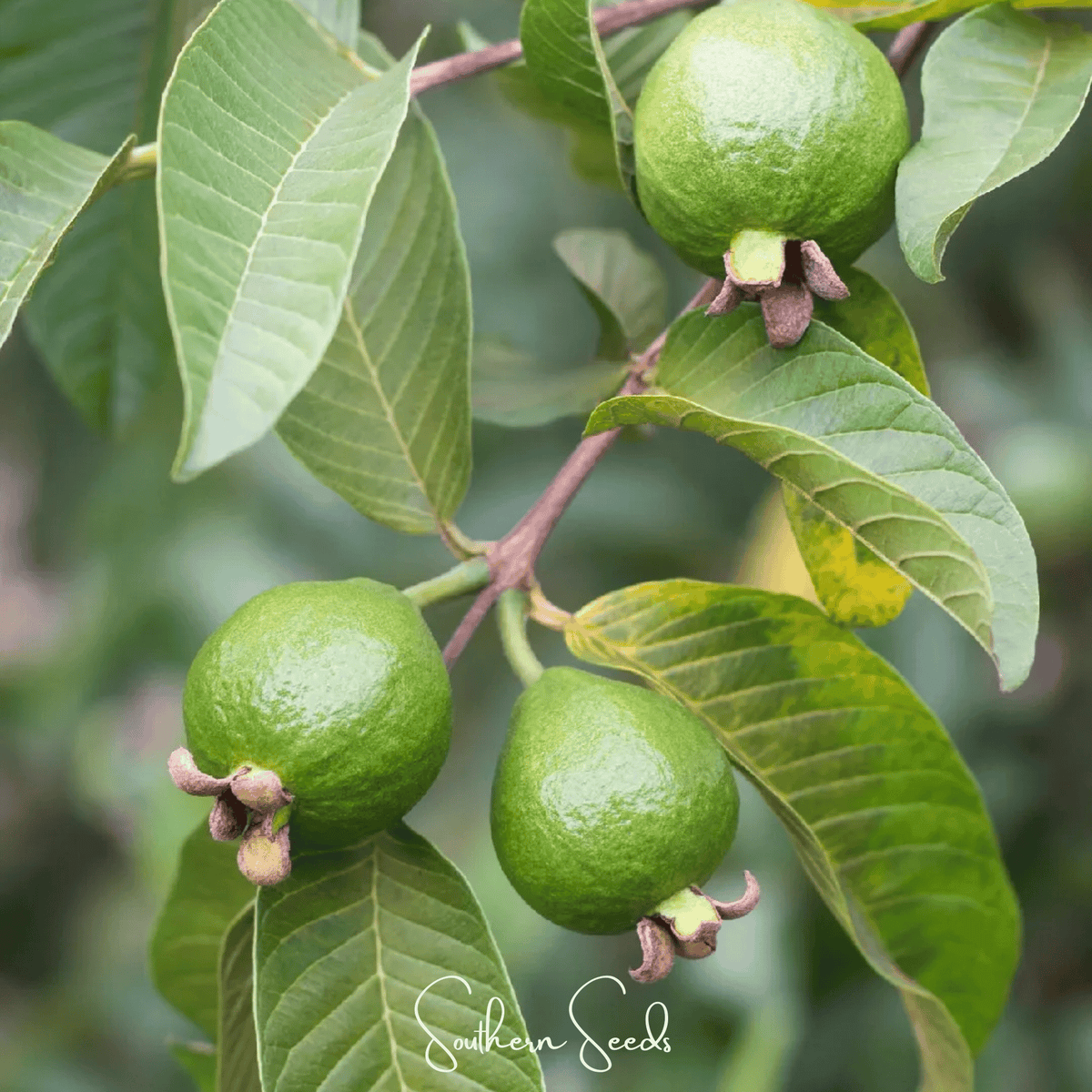 Guava, Common (Psidium guajava) - 25 Seeds - Seed Therapy – Southern Seeds