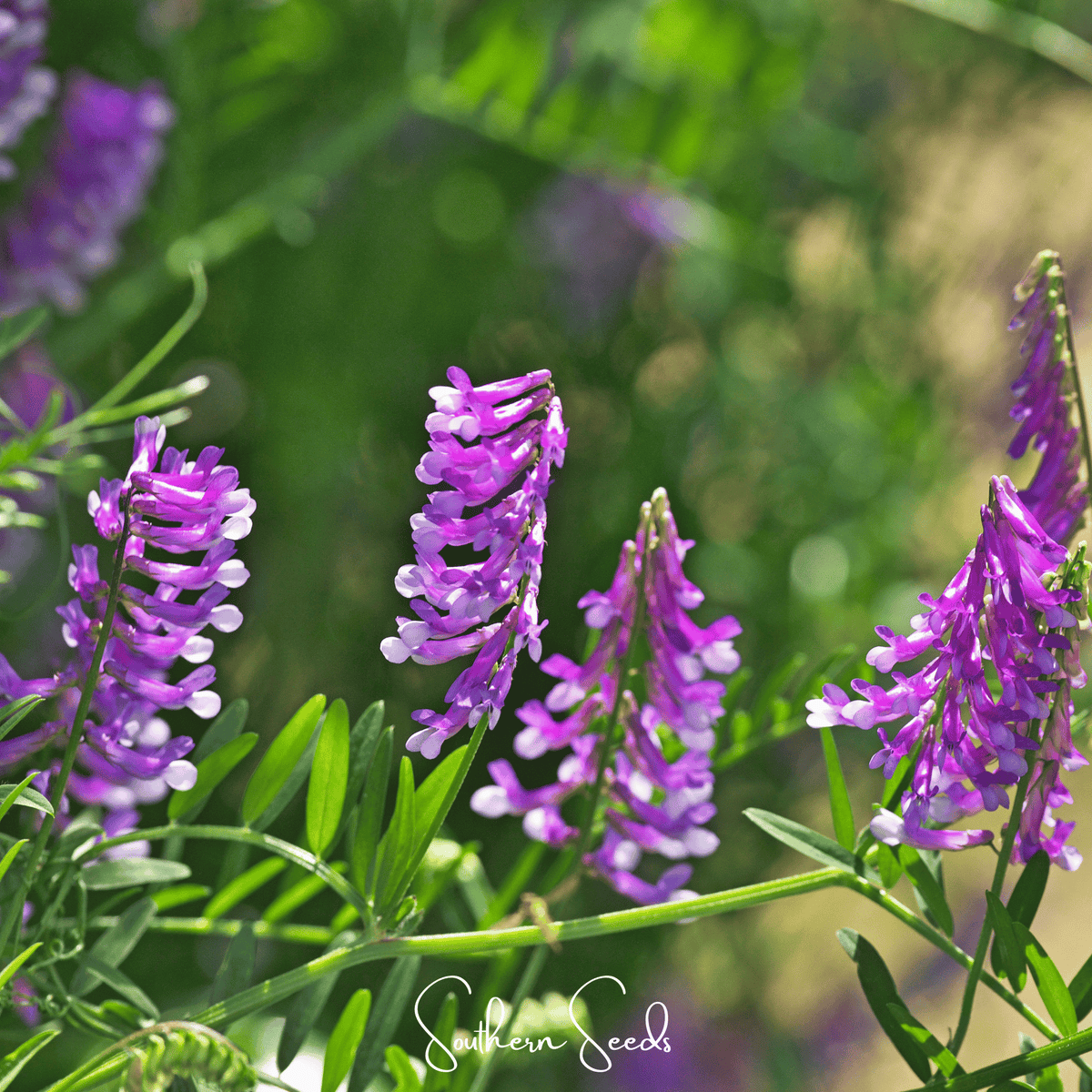 Hairy Vetch (Vicia villosa) - 100 Seeds - Seed Therapy – Southern Seeds