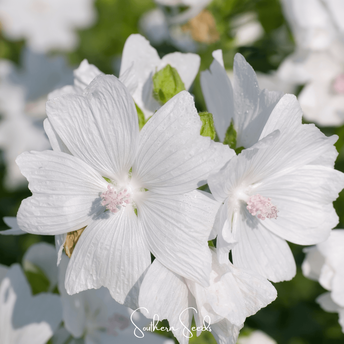 Hollyhock, White - Musk Mallow (Malva moschata) - 25 Seeds - Southern Seeds