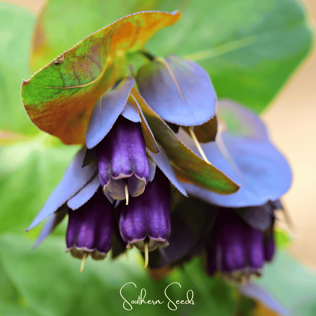 Honeywort, Blue Shrimp Plant (Cerinthe major purpurascens) - 10 Seeds ...