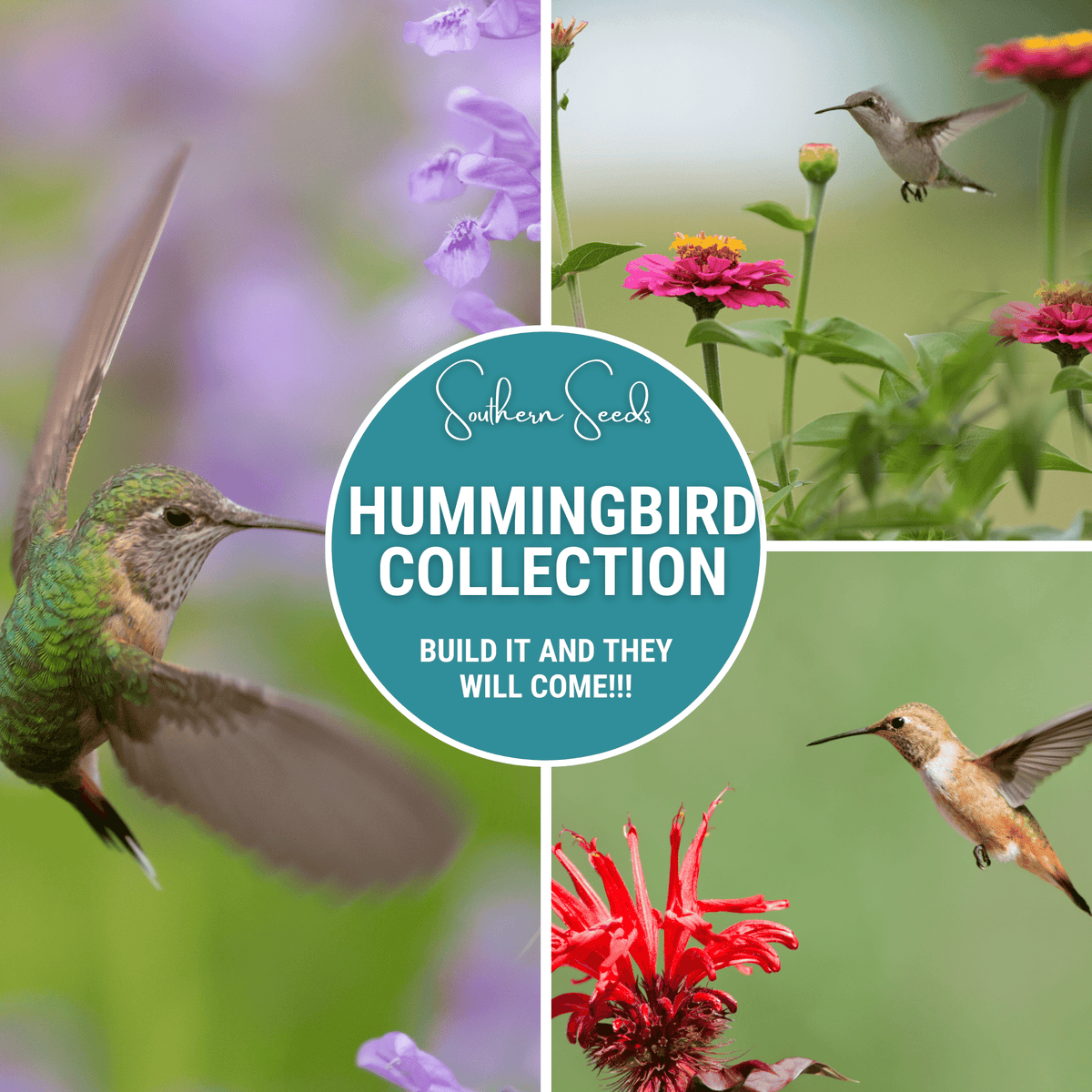 Hummingbird Garden Seed Collection - 10 Varieties - Seed Therapy ...