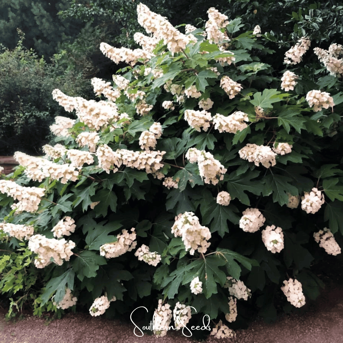 Hydrangea, Oakleaf (Hydrangea quercifolia) - 100 Seeds - Seed Therapy ...