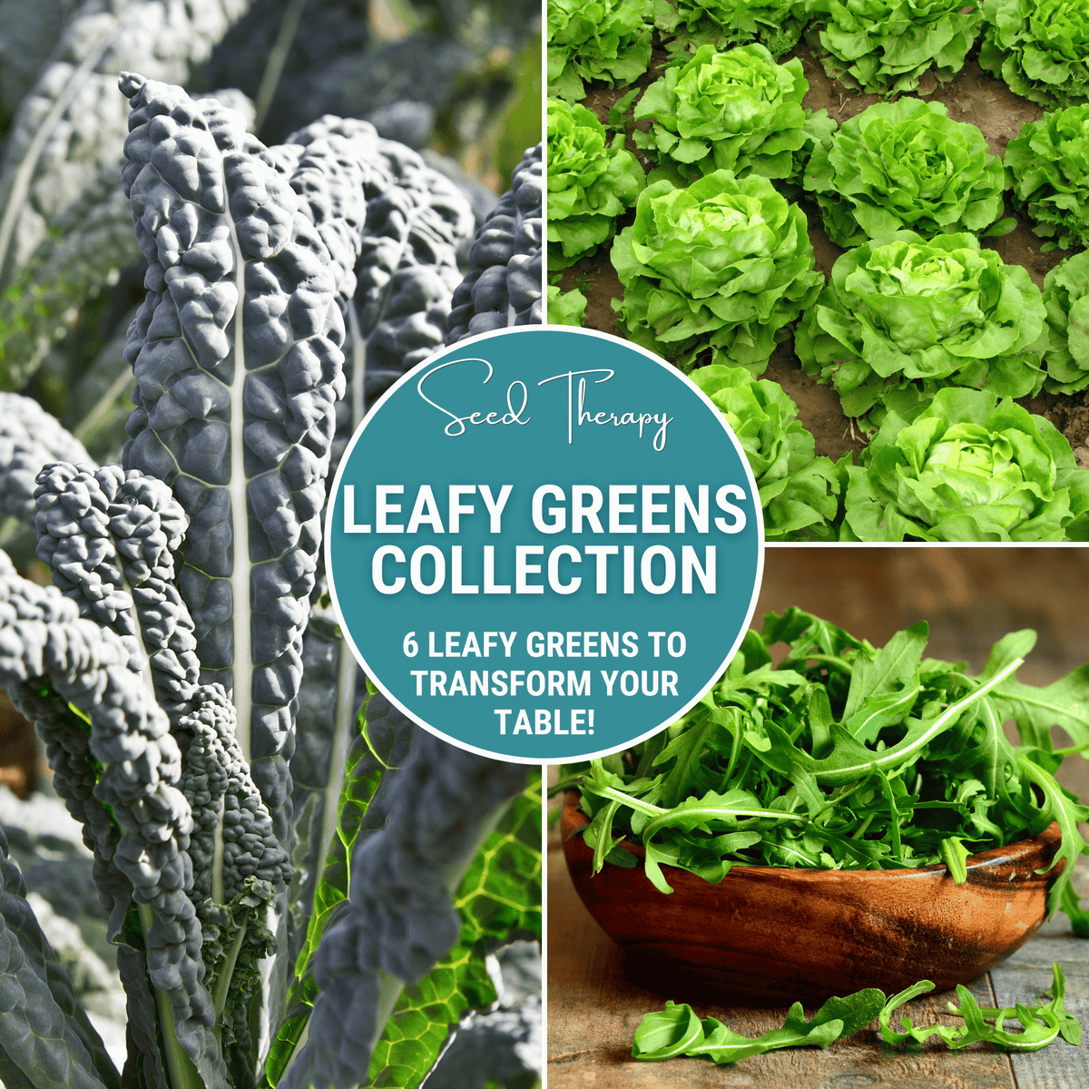 Leafy Greens Seed Collection - 6 Varieties - Seed Therapy – Southern Seeds