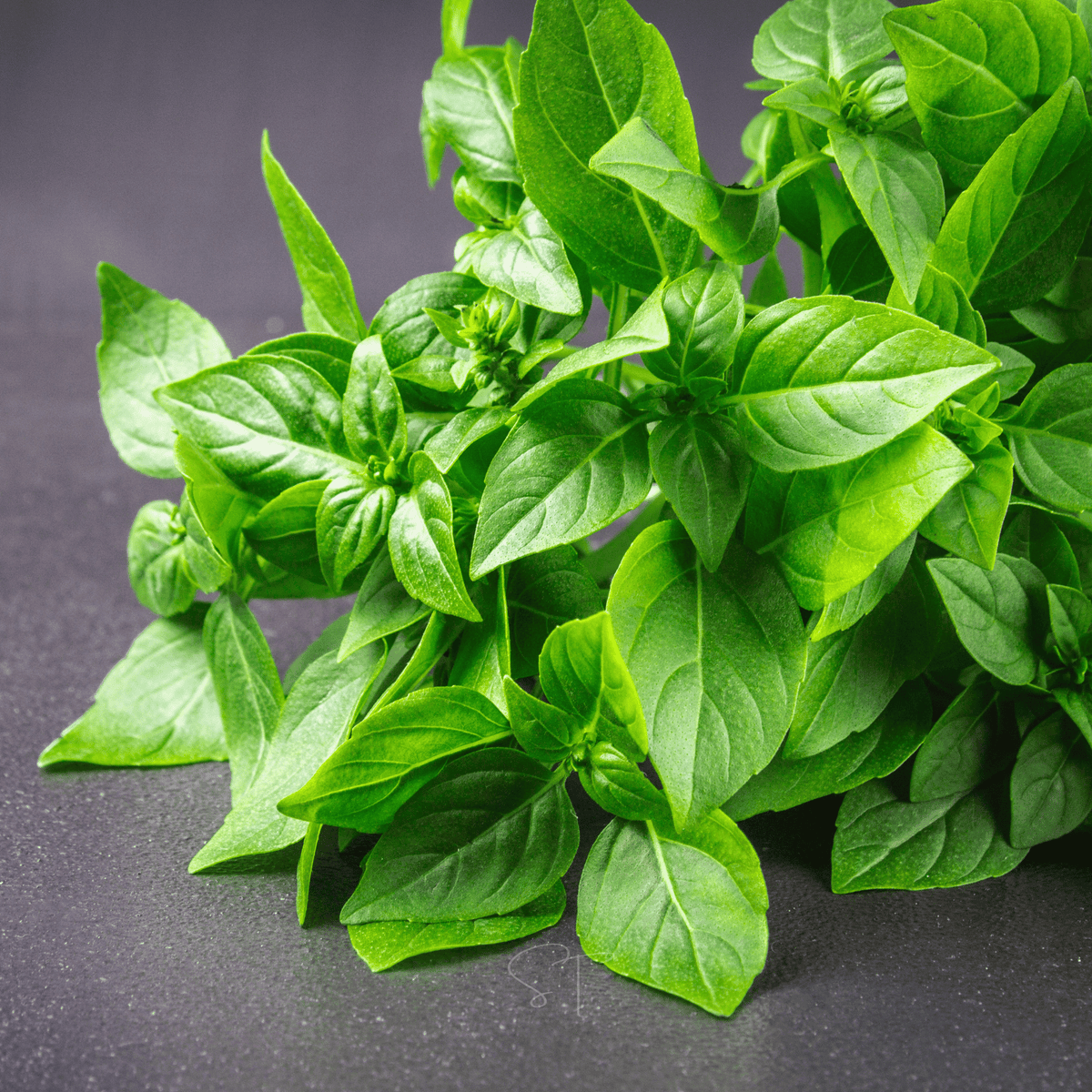 Basil, Lemon (Ocimum basilicum Citriodorum) - 250 Seeds - Seed Therapy ...