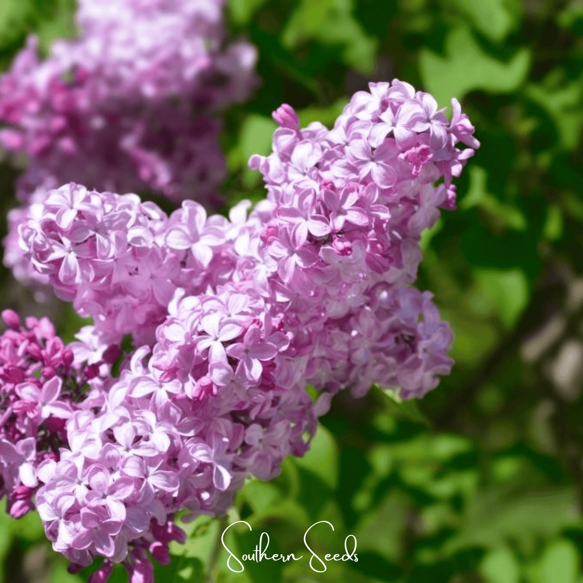 Lilac, Early Blooming (Syringa oblata) - 30 Seeds - Seed Therapy ...