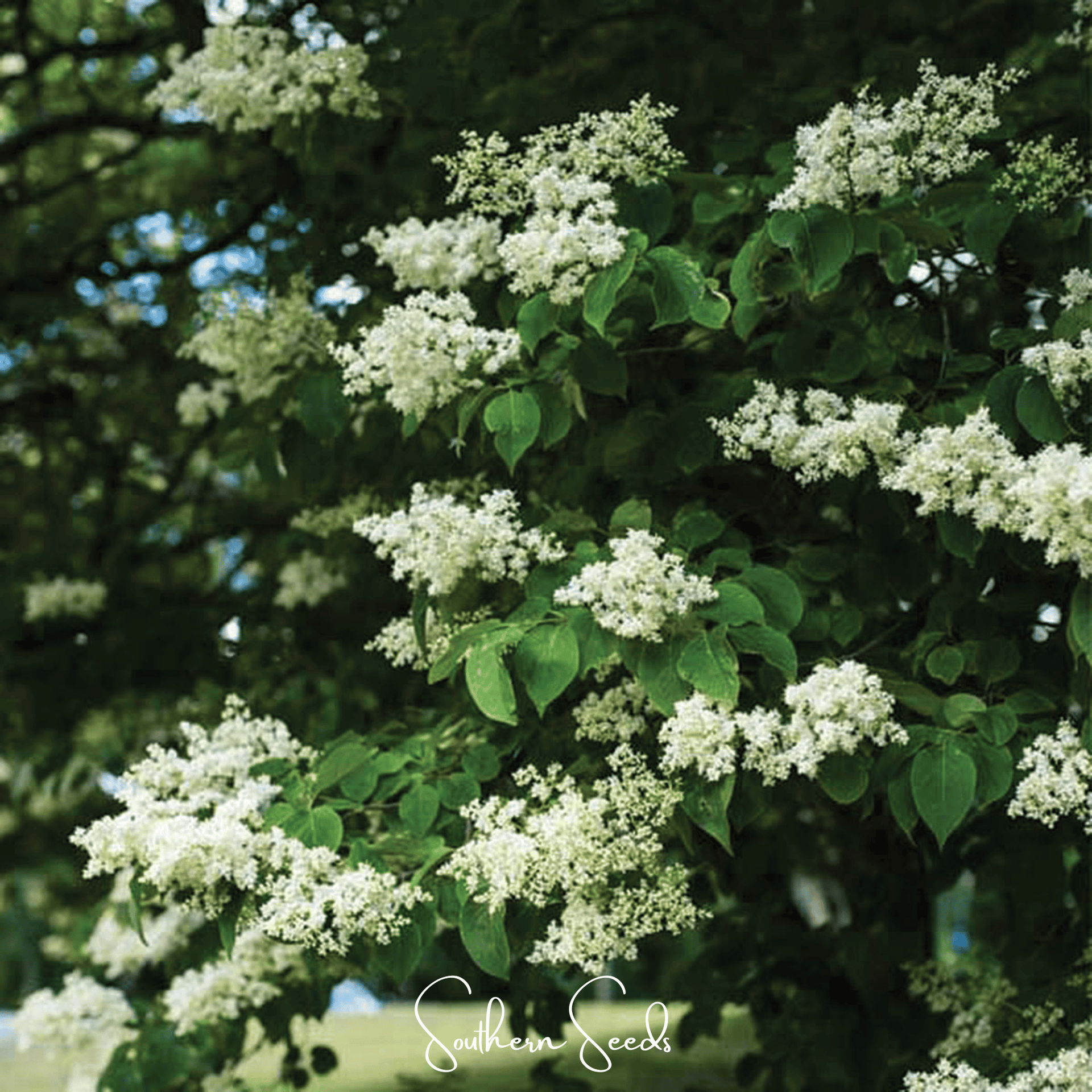 Lilac, Japanese Tree (Syringa reticulata) - 30 Seeds - Seed Therapy ...