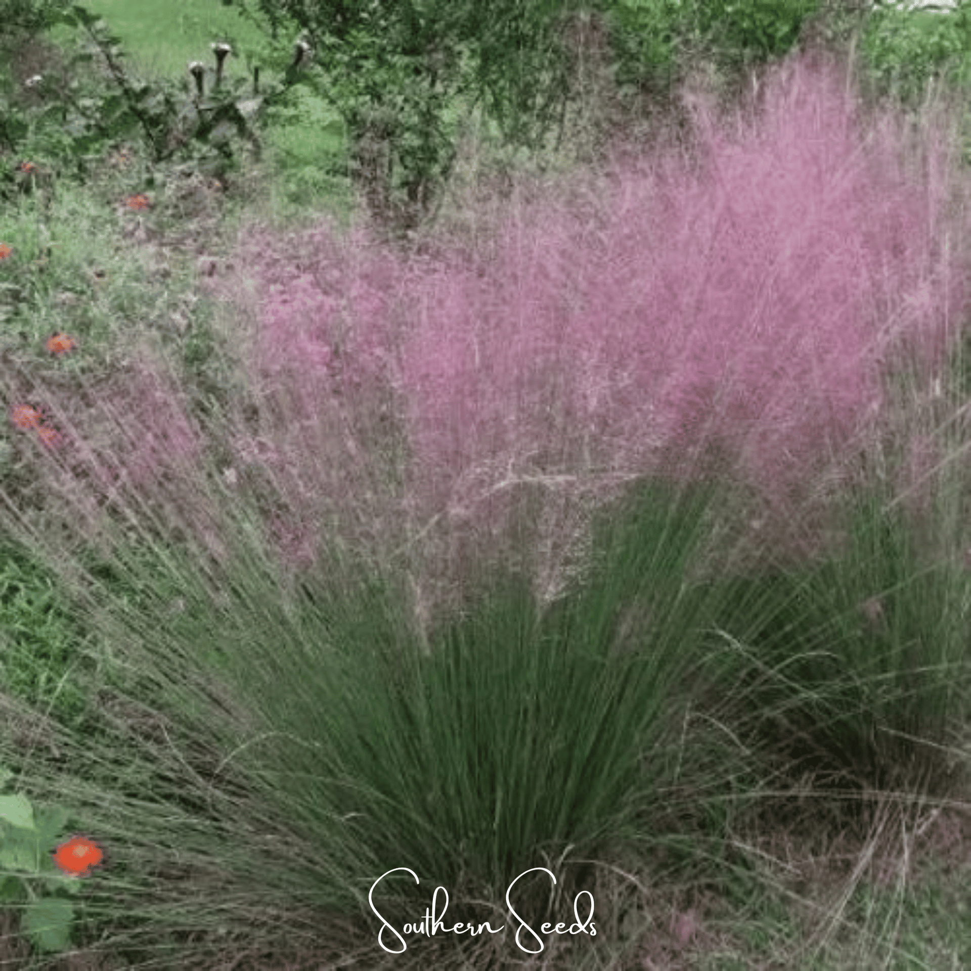 Love Grass, Purple (Eragrostis spectabilis) - 50 Seeds - Seed Therapy ...