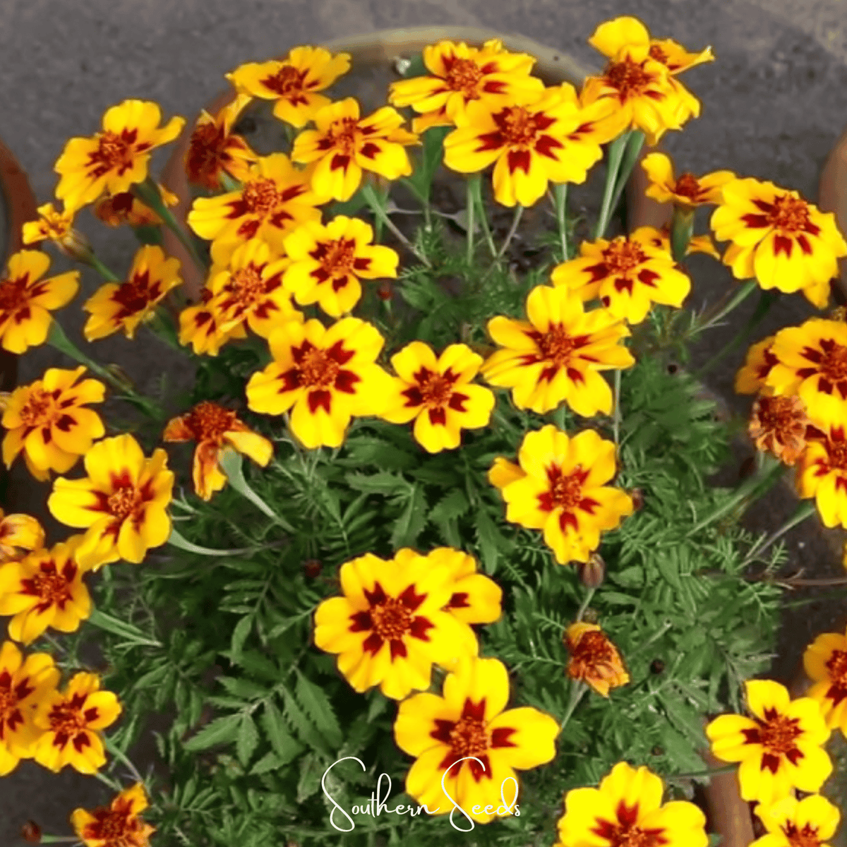 Marigold Seeds & More – Heirloom Varieties | Seed Therapy – Southern Seeds